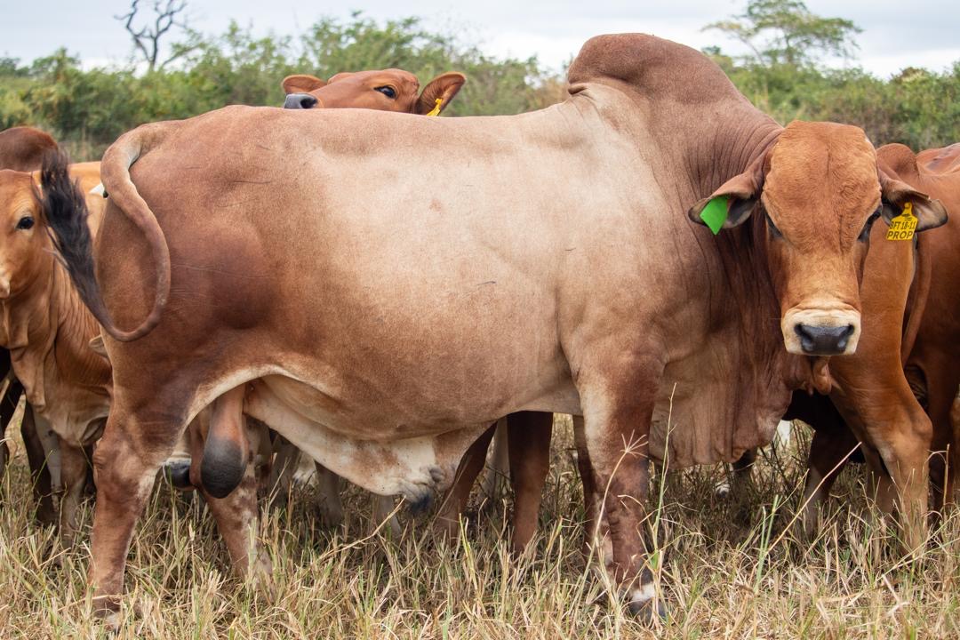 Kachere Boran Stud | Premium Pedigree Boran Cattle in Zambia