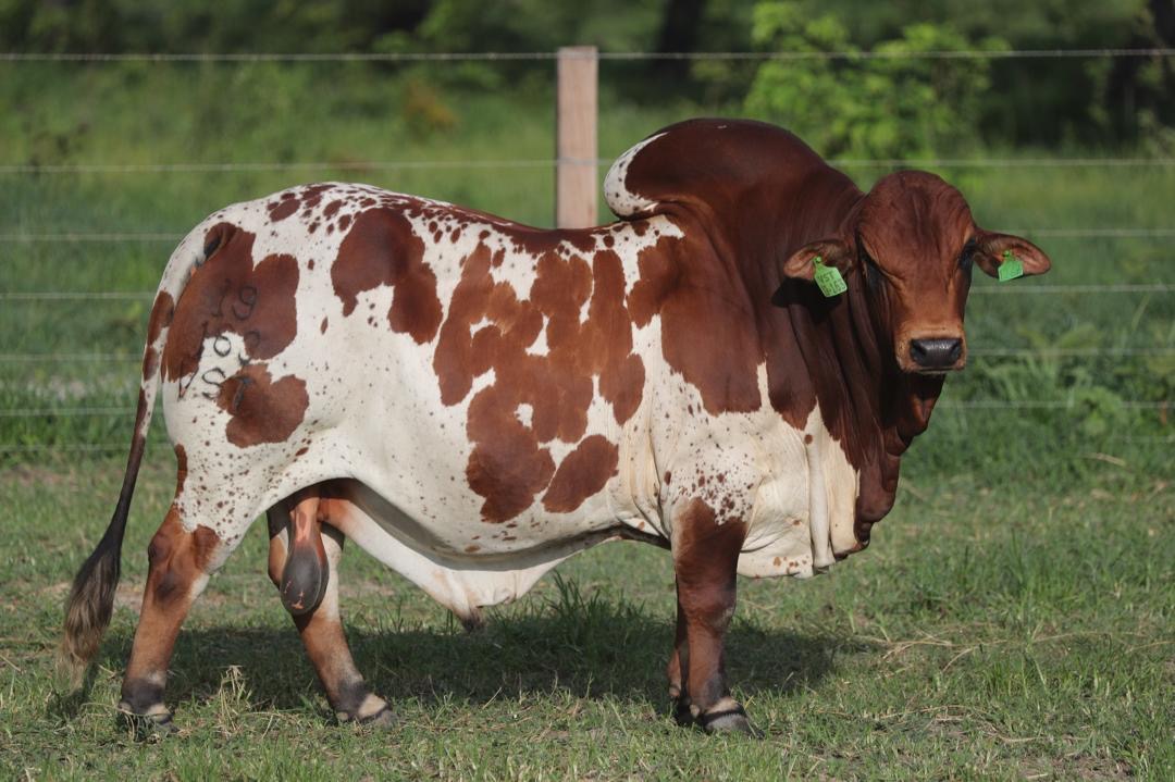 Kachere Boran Stud | Premium Pedigree Boran Cattle in Zambia