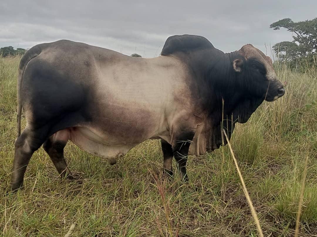 Kachere Boran Stud | Premium Pedigree Boran Cattle in Zambia