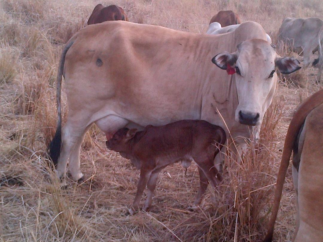 Kachere Boran Stud | Premium Pedigree Boran Cattle in Zambia